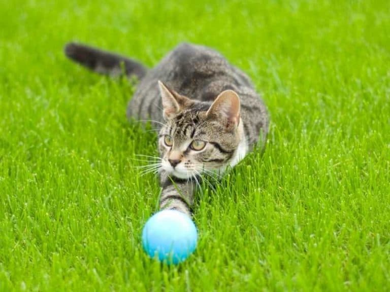 Παιχνίδια για δραστήριες Γάτες - Pets & Garden